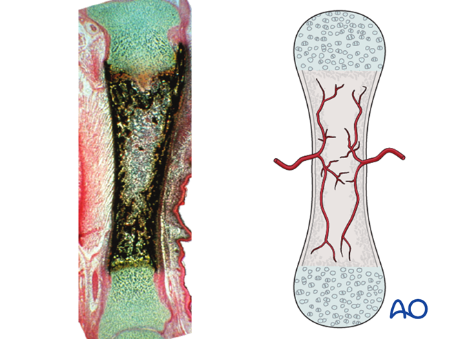 The physis