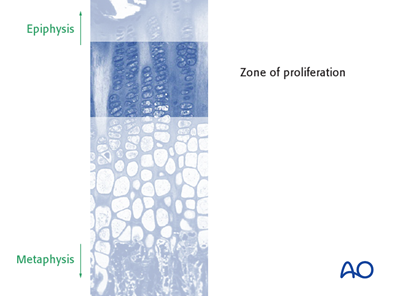 The physis