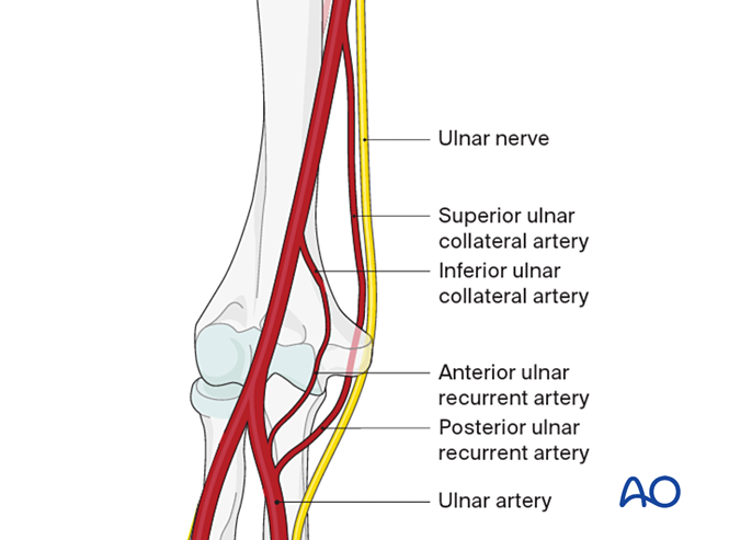 Vascularization of the distal humerus