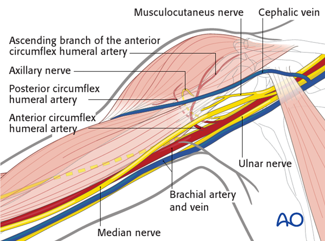 Deltopectoral approach to the scapula