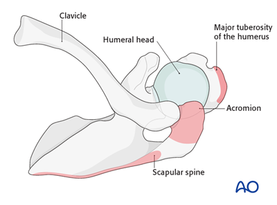 Superior approach to the acromion