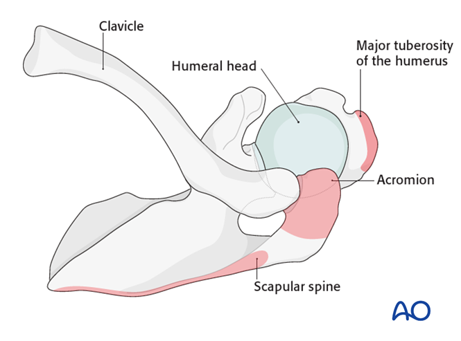 Superior approach to the acromion