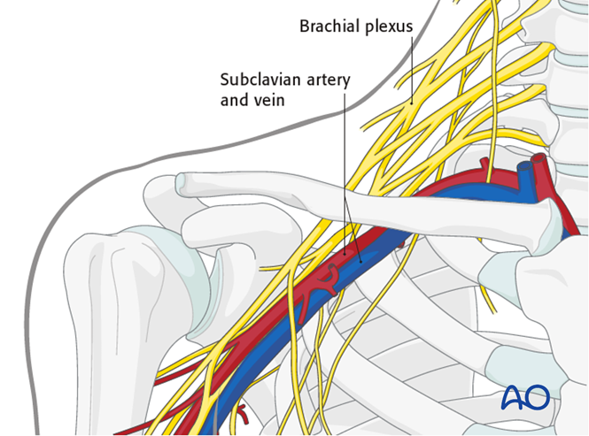Superior approach to the clavicle