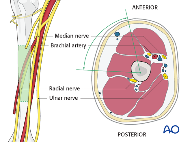 Safe zones in the forearm