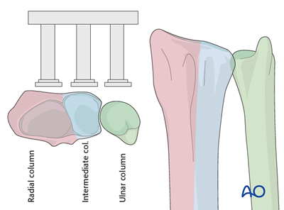 Anatomy of the distal forearm