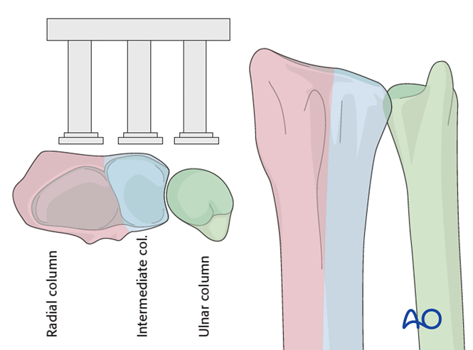 Anatomy of the distal forearm