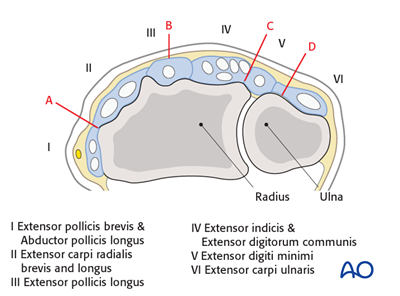 Dorsal approach to the distal forearm