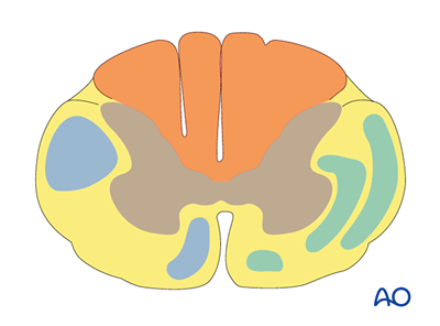 Patient examination: Neurological evaluation
