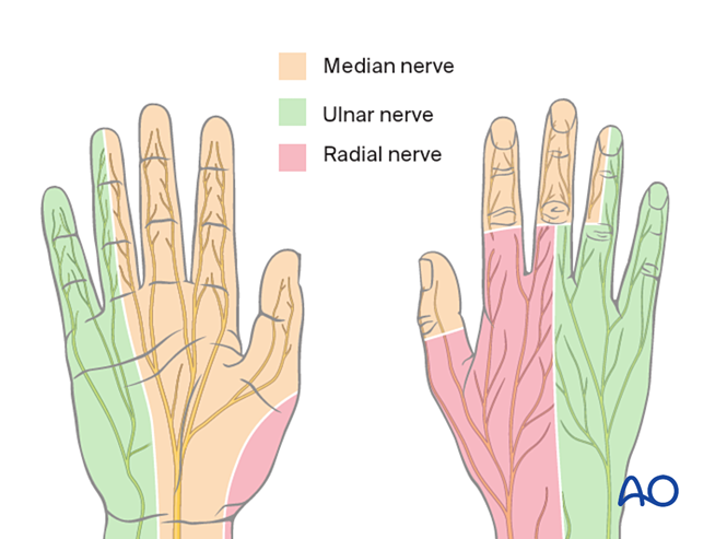 Functional anatomy and biomechanical concepts in the hand