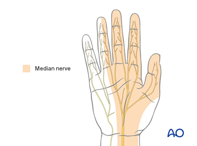 Functional anatomy and biomechanical concepts in the hand