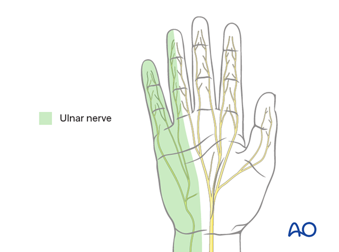 Functional anatomy and biomechanical concepts in the hand