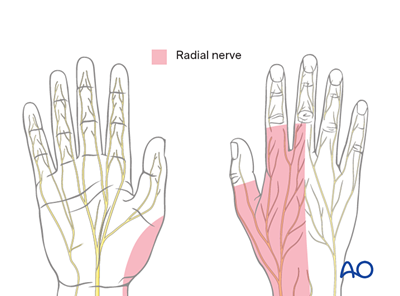 Functional anatomy and biomechanical concepts in the hand
