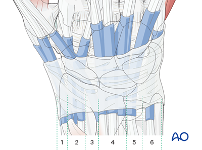 Extensor tendon mechanism