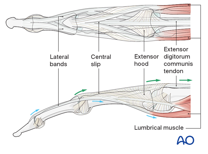 Functional anatomy and biomechanical concepts in the hand