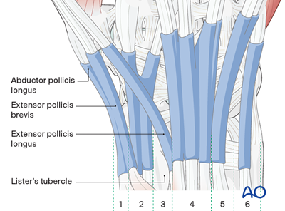 Extensor tendon mechanism