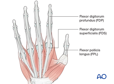 Flexor tendon mechanism