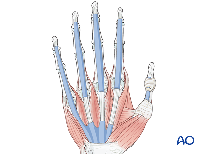 Flexor tendon mechanism