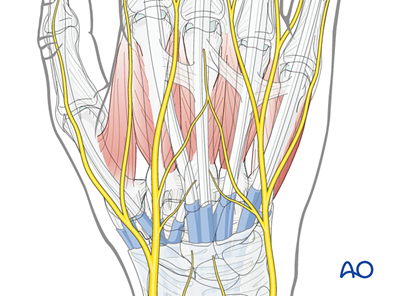 Dorsal approach to the carpometacarpal joints