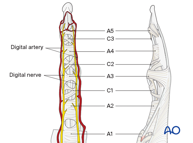 Palmar approach to the proximal interphalangeal joint