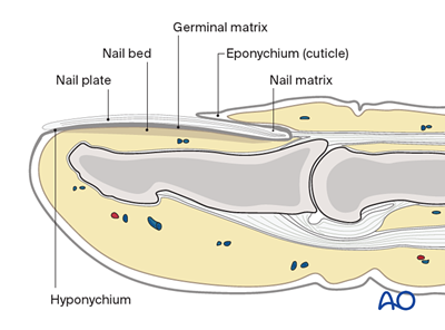 Dorsal approach to the DIP joint