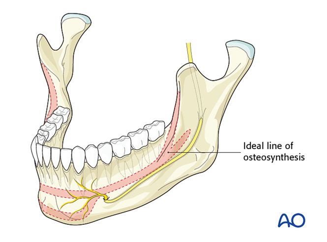 90 X072 Biomechanics of the mandible