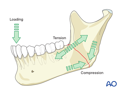 90 X072 Biomechanics of the mandible