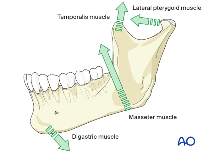 90 X072 Biomechanics of the mandible