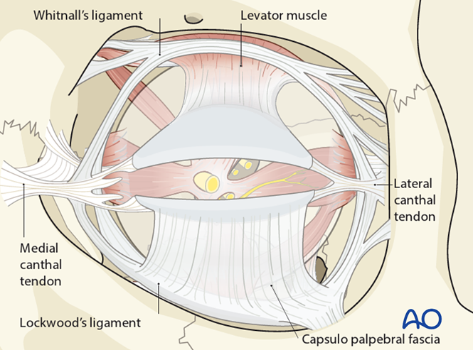 Periorbital dissection - Introduction