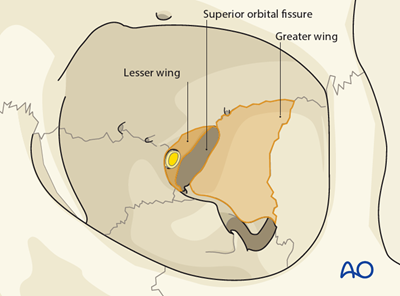 Bony anatomy of the orbit