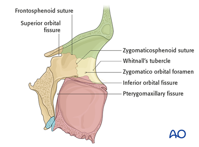 Bony anatomy of the orbit