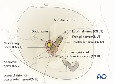 Periorbital dissection - Introduction