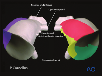 Periorbital dissection - Introduction