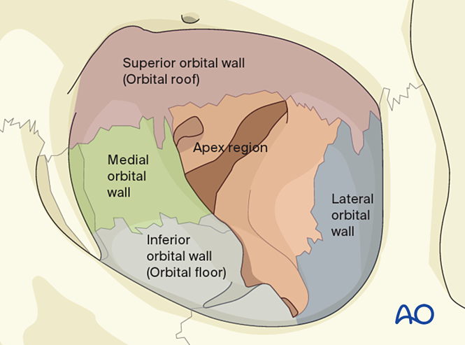AOCMF Classification Midface (Level 1 and 2)
