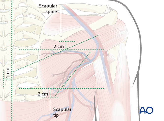 Scapula