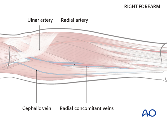Radial forearm
