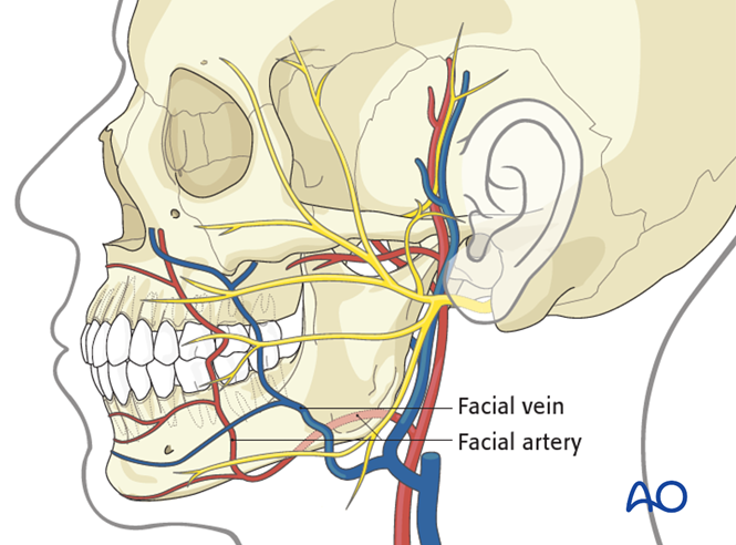 Radial forearm fasciocutaneous free flap for Anterior skull base ...