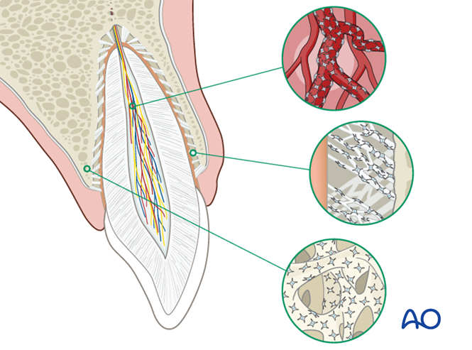 Introduction to dentoalveolar trauma