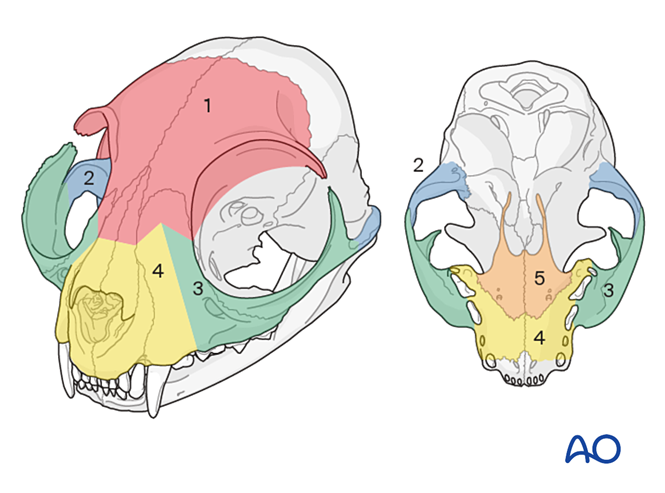 General considerations with midface fractures