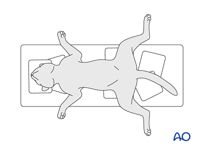 Dorsal recumbency for the management of midface injuries
