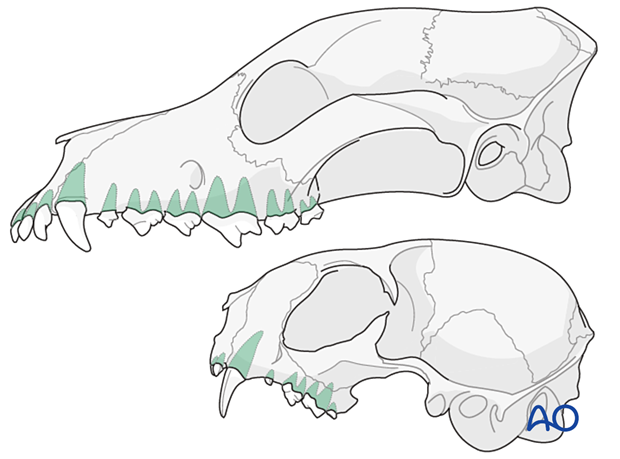 Anatomical differences between dogs and cats