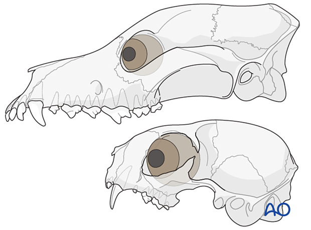 Anatomical differences between dogs and cats