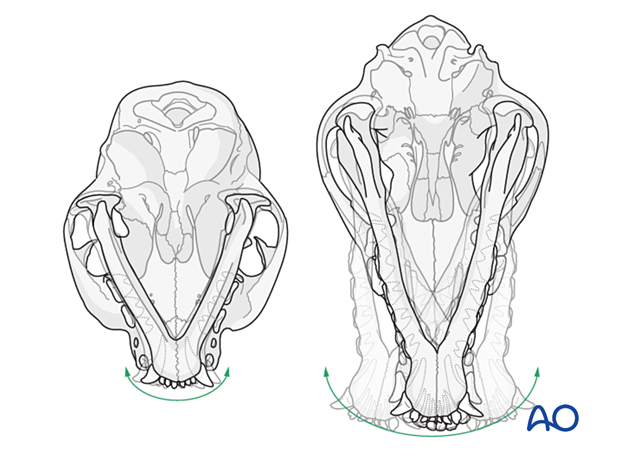 Anatomical differences between dogs and cats