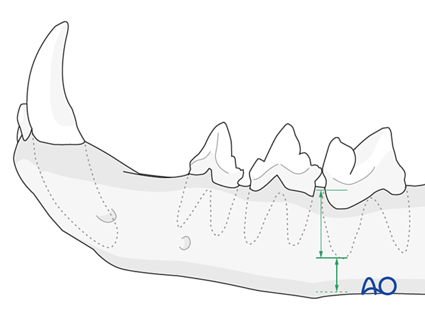 Anatomical differences between dogs and cats