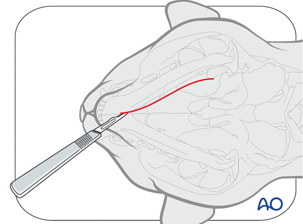 Mandibular Ramus Cat Ventral Approach For Surgical Management Of