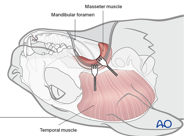 Masseter Muscle Cat
