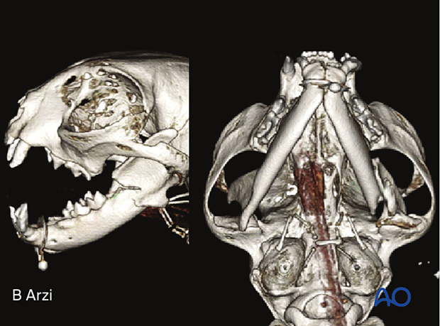 Coronoid Process Cat Skull