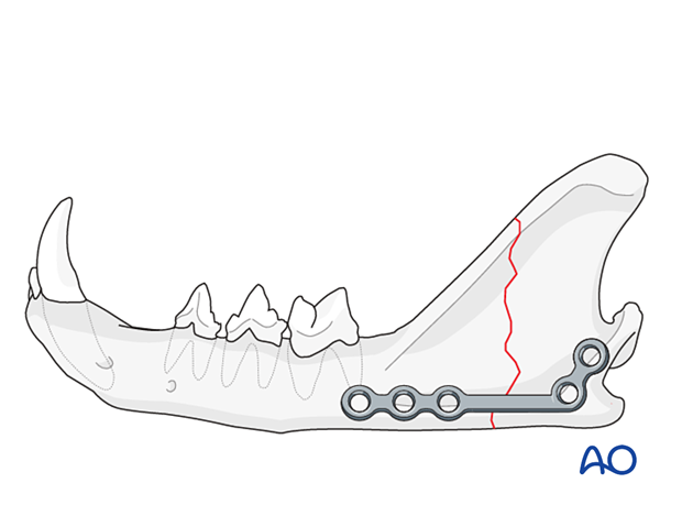 Mandibular Ramus Cat Ventral Approach For Surgical Management Of