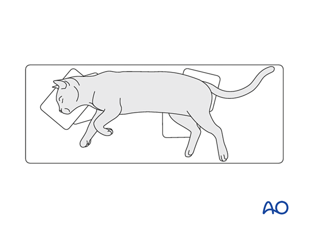 Lateral recumbency for the management of mandible injuries