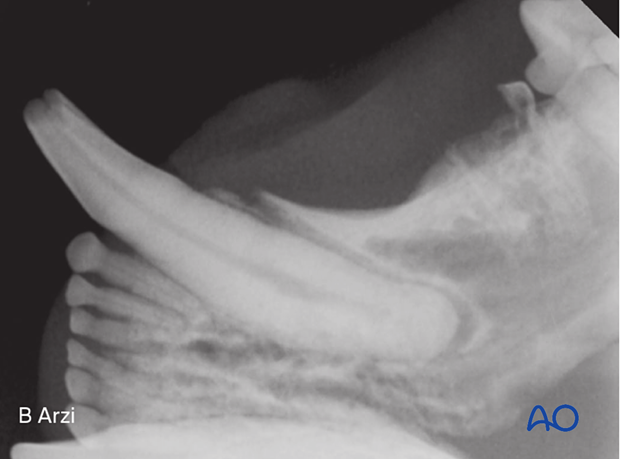 Sternal recumbency for the management of mandible injuries