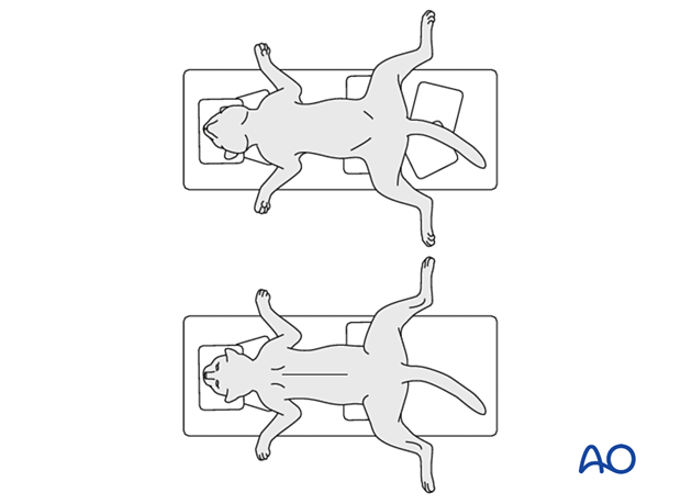Salvage procedures for Midface - Rostral fracture